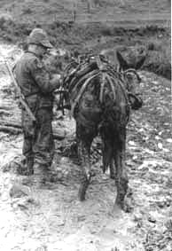 L' Alpino e il suo mulo